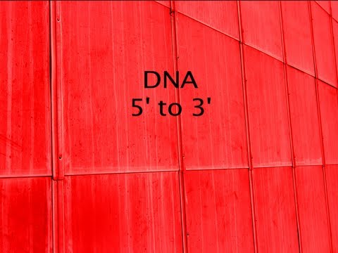 DNA 5' to 3'