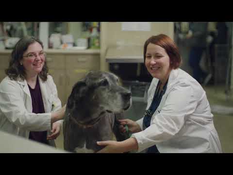 Dr. Nadolski’s Journey from Veterinary Internship to Criticalist