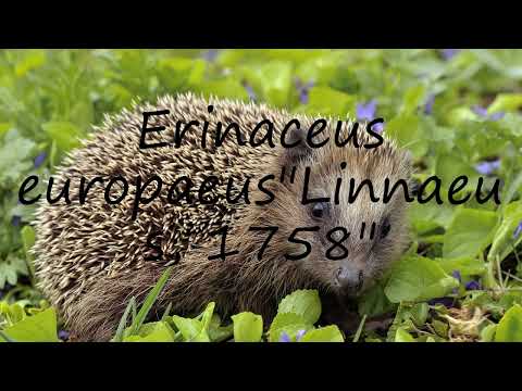 How to pronounce Erinaceus europaeus"Linnaeus, 1758" in English?