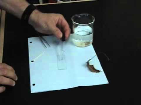 How to make a Wetmount Slide for the microscope | Namaste 7th and 8th ...