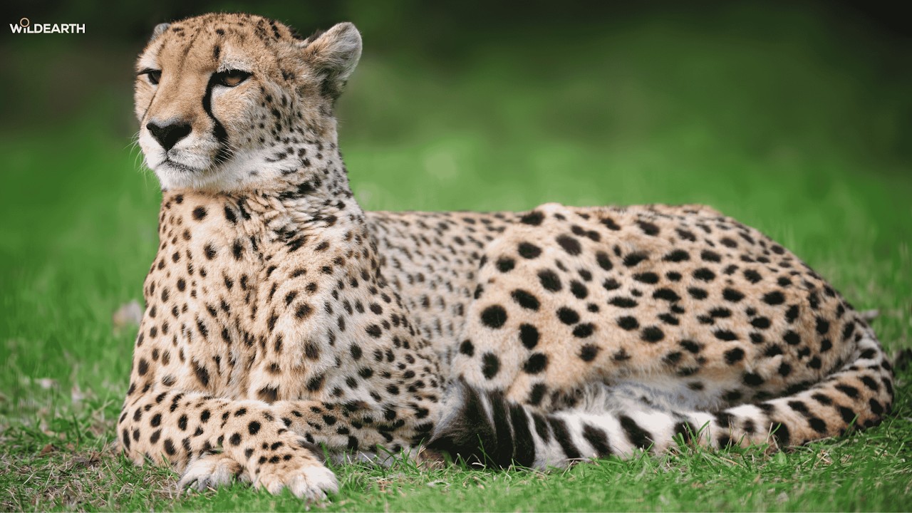 Happiness - SafariLIVE Sunset - 12 April 2026