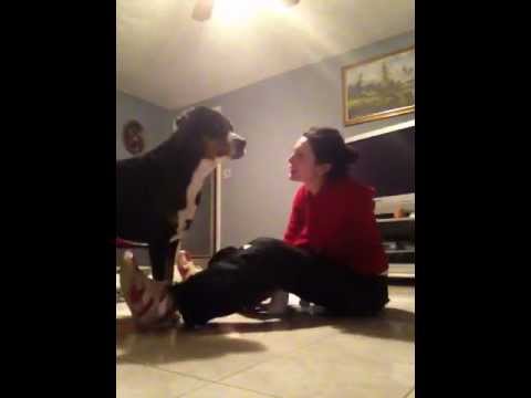 Lilo wants to play - Greater Swiss Mountain Dog