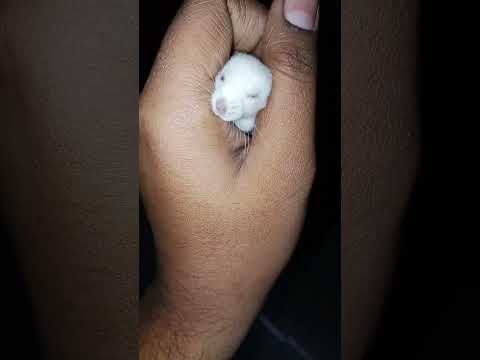 white Mouse baby eyes open