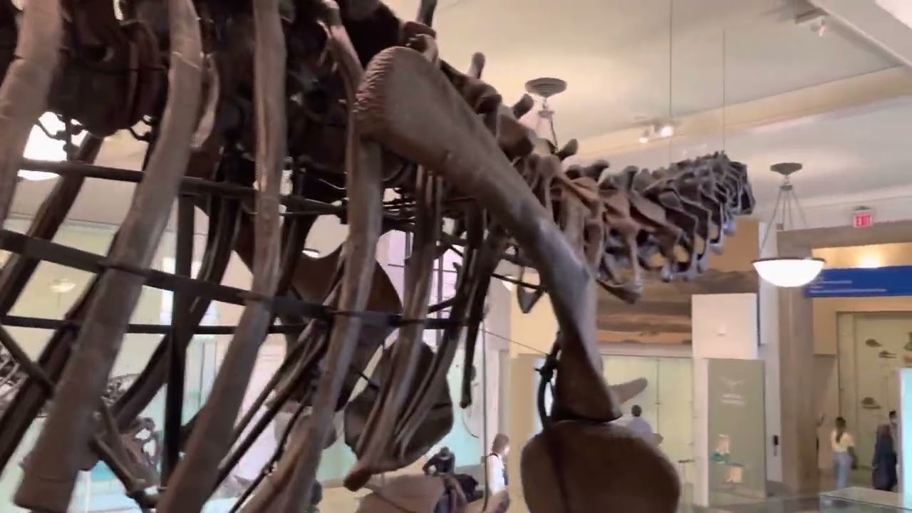It’s a brontosaurus skeleton￼