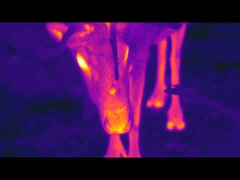 ARCTIC REINDEER SEE in ULTRAVIOLET | 'SEARCH TERMS'