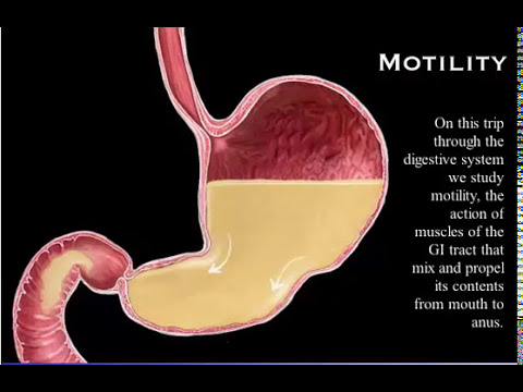 System Digestive Motility part 3 in Stomach, Small Intestine Duodenum, Ileum Large Intestine