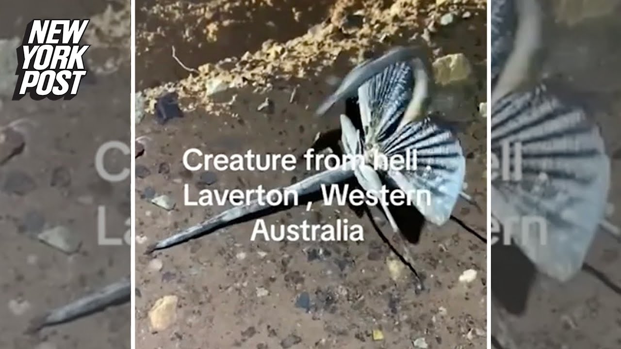 ‘Creature from hell’ finally identified: ‘Now I’m actually scared’