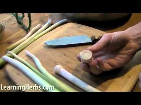 Harvesting & Preparing Cattails Part 2 of 6