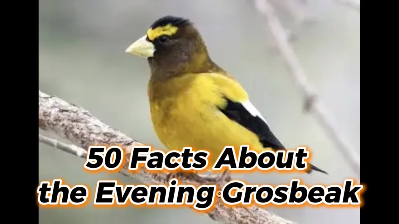 50 Facts About the Evening Grosbeak birds 🦅.