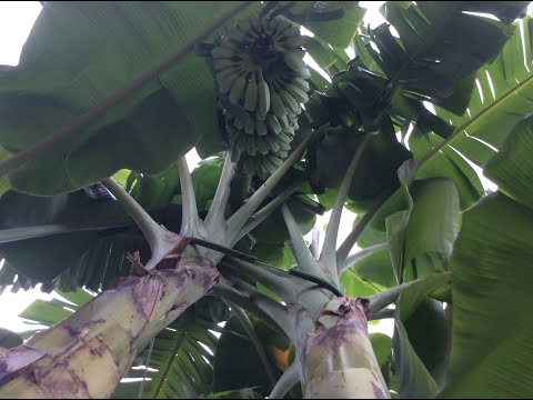 Whopper Banana Bunch Coming Soon! |How to Tell When A Banana Tree Will Fruit