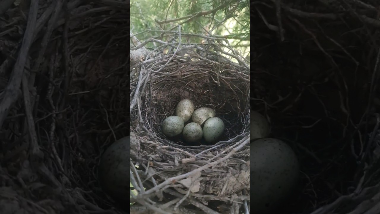 Bluejay nest with eggs! #shorts