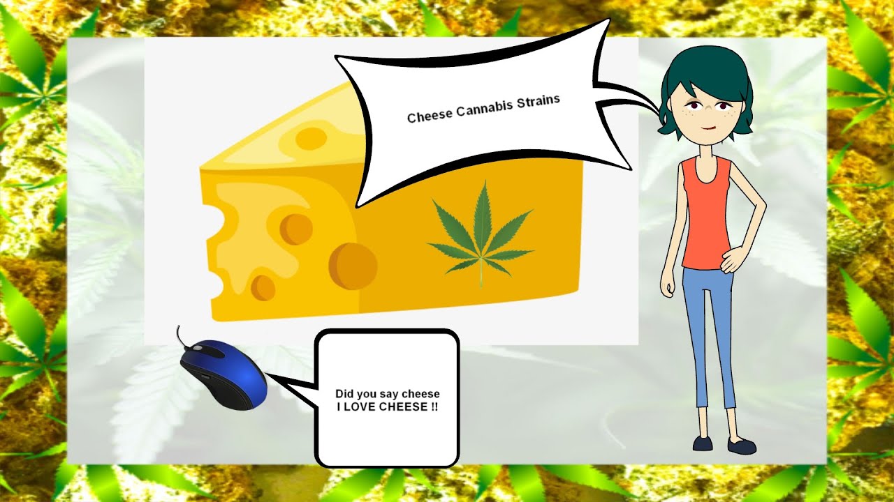 Cheese Cannabis Strains (2022)