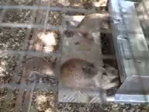 Grandpa Treadle Chicken Feeder Not Squirrel or Rat Proof