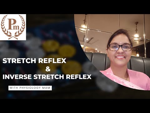 Stretch Reflex and Inverse stretch reflex (Tendon reflex)