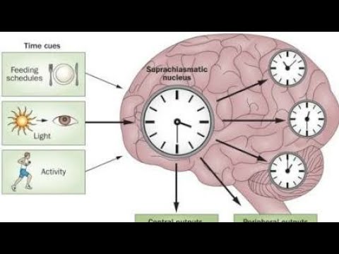 Biological clock | circadian Rhythm Tamil