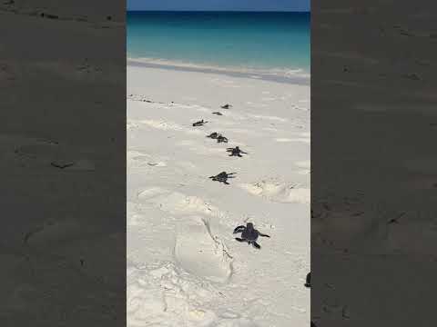It’s turtle hatching season on Wilson Island! 🐢😍 #turtle #babyturtles #ocean #beach