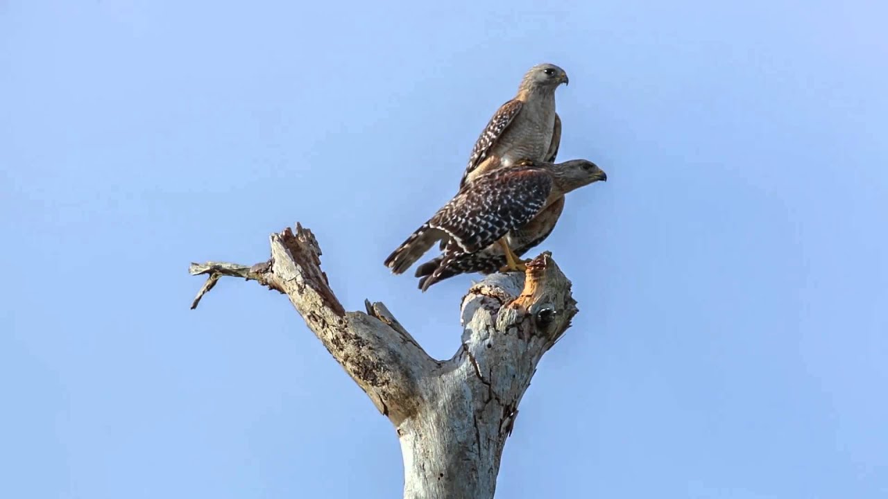 Red-shouldered Hawk Copulation