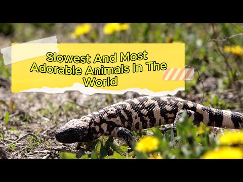 Top 10 Slowest Animals in the World π (You Wonβt Believe #1!)
