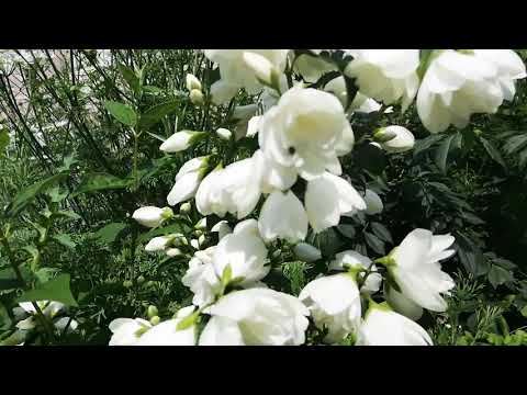 Falscher Jasmine Plant |Buhay ay Ganyan