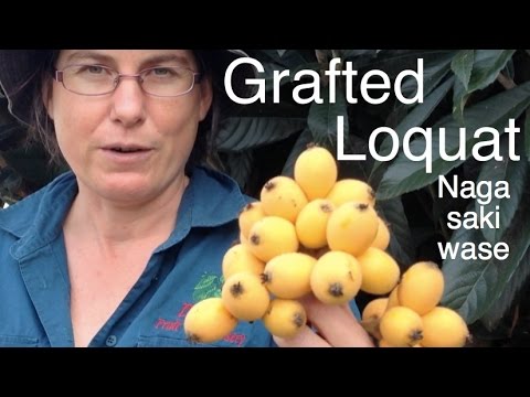 Nagasakiwase Loquat Fruit Tree - How To Grow