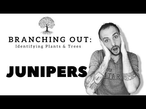 Branching out: An Adventurers Guide To Identifying Plants & Trees | Junipers