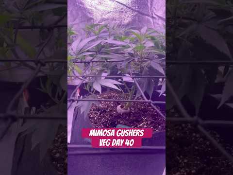 Mimosa Gushers Strain VEG Day 40 XXL LST Scrog #420 #seedtoharvest #crazybud