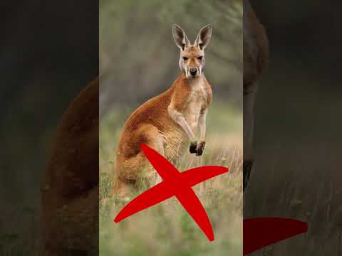 Haram vs Halal Meat For Muslim In Islam #Shorts #Virals #Meat #Qurbani #islam #sacrifice
