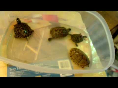 baby turtles 4 sale | box turtles for sale