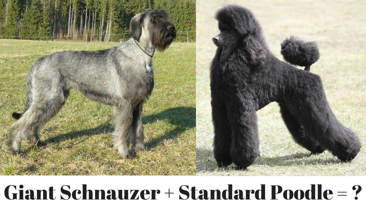 The Giant Schnoodle