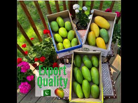 Pakistani Mangos available in USA