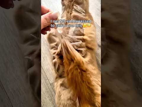 What do you guys think?!😳 #cleantok #pethairremoval #cleaning #cat #satisfying #asmr