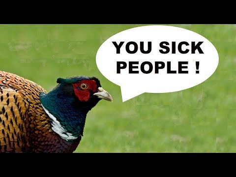 WILD PHEASANT Shoot by the Hooray Henry's ! pheasant recipe