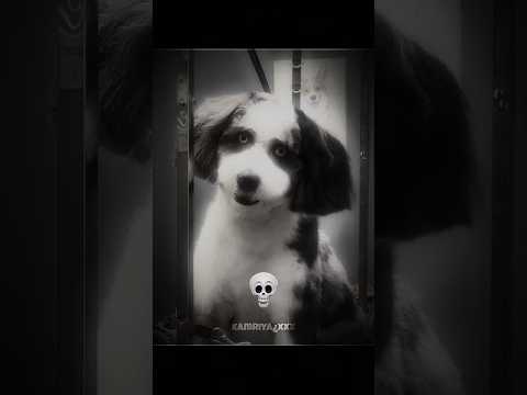Scary smile π #scarry #dogs #smile #viralshorts #kamriyaxxx