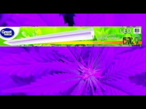 Will WALMART'S GREAT VALUE 4FT LED GROW LIGHT flower cannabis #LEDgrowlight #Cannabis #Walmart