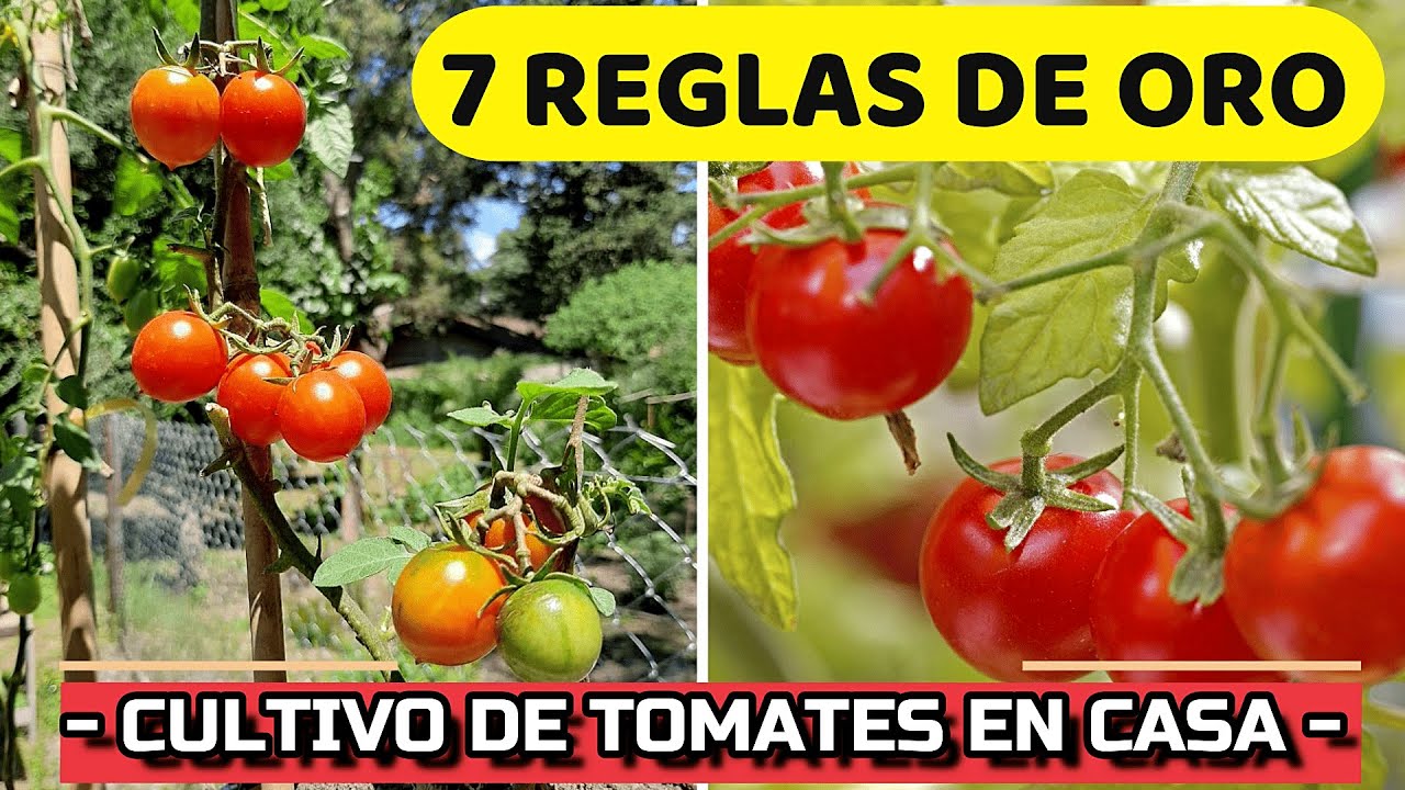 7 KEYS TO SUCCESS for GROWING TOMATOES 🍅in POTS | How to CARE for a Tomato Plant