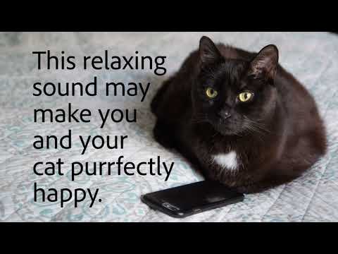 10 Hours of Cat Purring - The purrfect Sound for you and your cat to relax to! #sleep #relax #purr