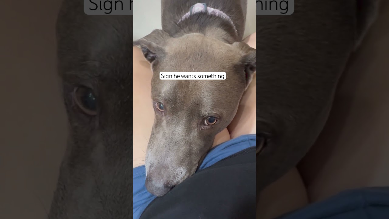 Communication is key 🤣 #pitmix