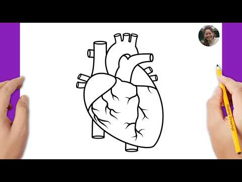 How to draw a human heart easy step by step | Human heart diagram drawing