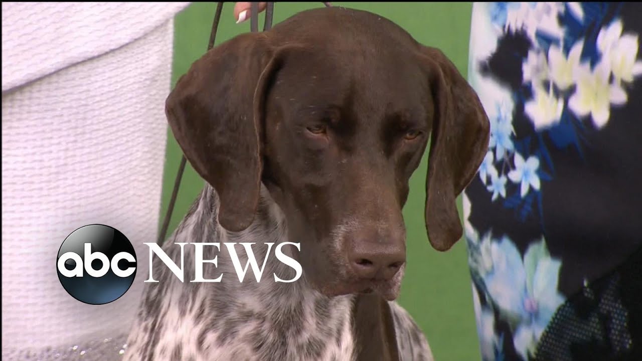 German Shorthaired Pointer Wins 'Best in Show' at Westminster