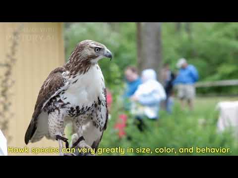 Hawks || a relatively large bird that hunts small animals