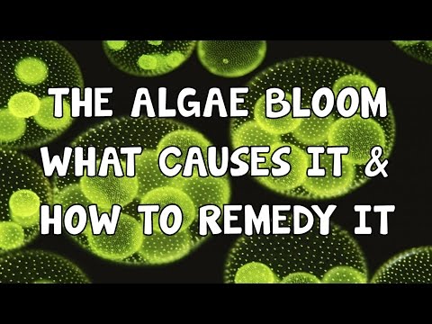 THE ALGAE BLOOM│WHAT CAUSES IT│AND HOW TO REMEDY IT