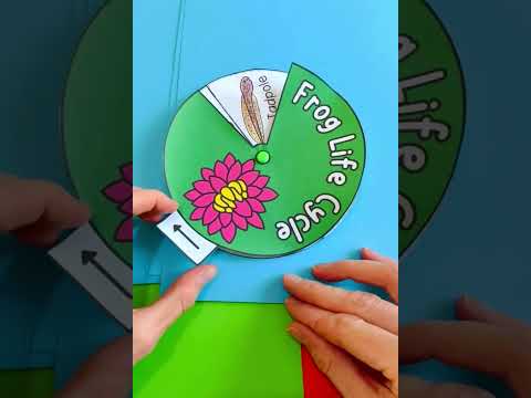 Life cycle of a frog - free downloadable activity