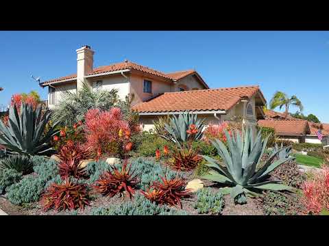 Desert Landscaping ideas