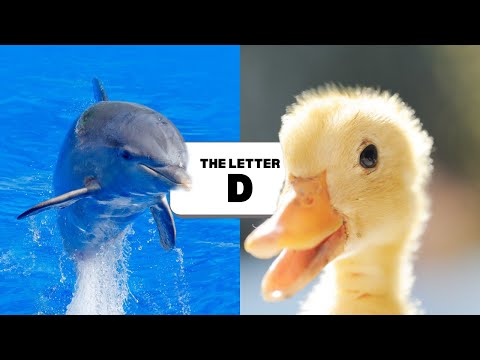 The Letter D | Phonics for Toddlers | Learn the alphabet | ABCs