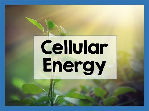 UNIT 4- Photosynthesis and Cellular Respiration