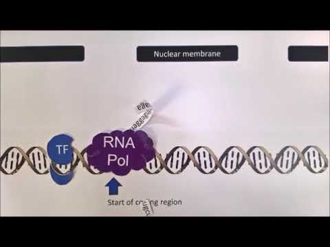 Transcription Factors - what are they and what do they do?