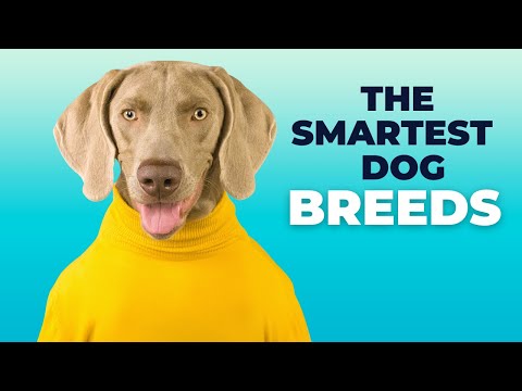 Smartest Dogs Breeds | Top 10 Intelligent Dog Breeds That You Need To Know