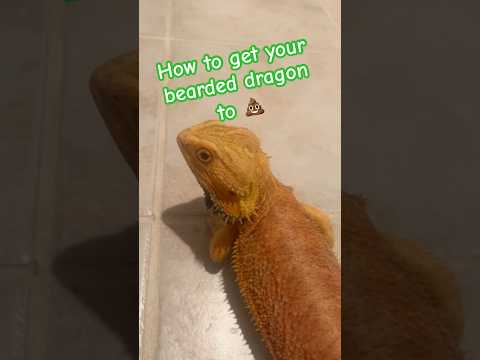 Beardies need exercise & movement on a regular basis. Let your bearded dragon run & explore.