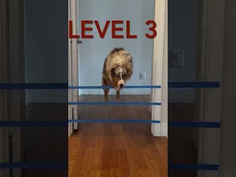 Mini Australian Shepherd vs Tape Wall πΊπΈπ¦πΊπ³πΏπ¬π§