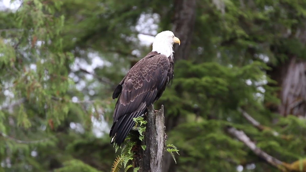 Bald Eagle spreads wings at 37 seconds